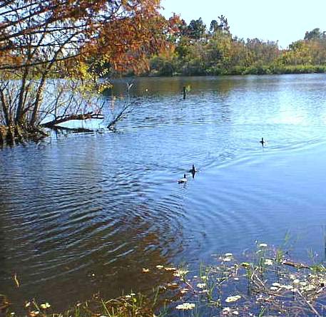 Lake Alice - Architecture of the University of Florida (Gainesville ...